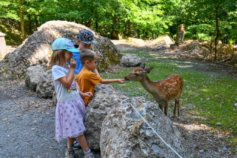 Natur- und Tierpark Goldau - romantisch und hautnah